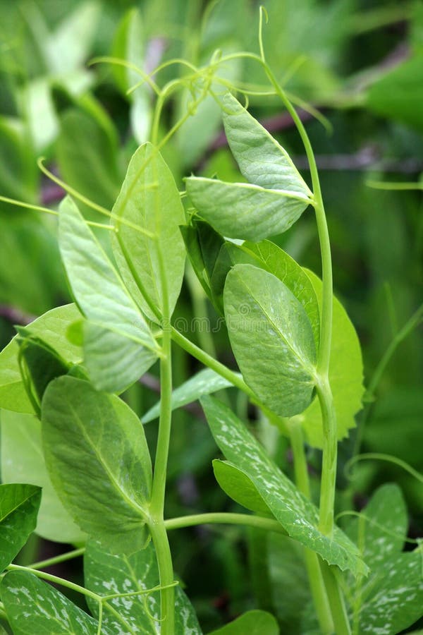 Pea Sprouts Growing Open Organic Soil Stock Photos - Free & Royalty ...