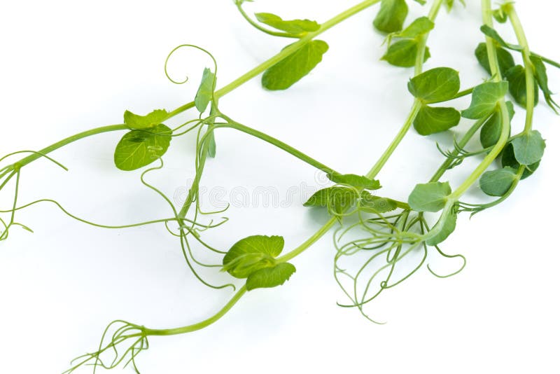 Pea Sprouts with Tendrils Lying Flat Stock Photo - Image of snow, pisum ...
