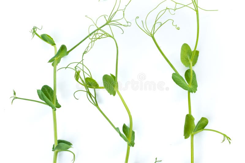 Pea Sprouts with Tendrils Lying Flat Stock Image - Image of plant ...