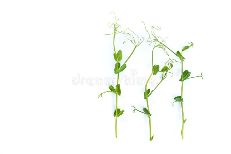 Pea Sprouts with Tendrils Lying Flat Stock Photo - Image of fresh ...