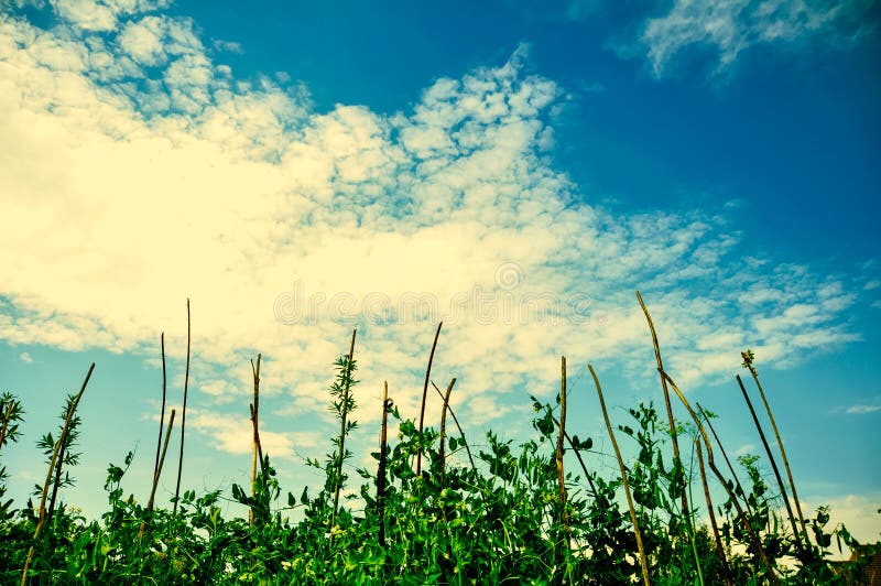 Pea Stalks Grow Along the Sticks. Pea Plantation and Sky Stock Image ...