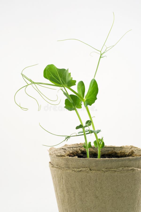 Pea stems stock photo. Image of healthy, stalk, vegetable - 30123986