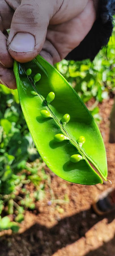 Pea Tear Open and in the Hand of a Farmer Stock Image - Image of ...