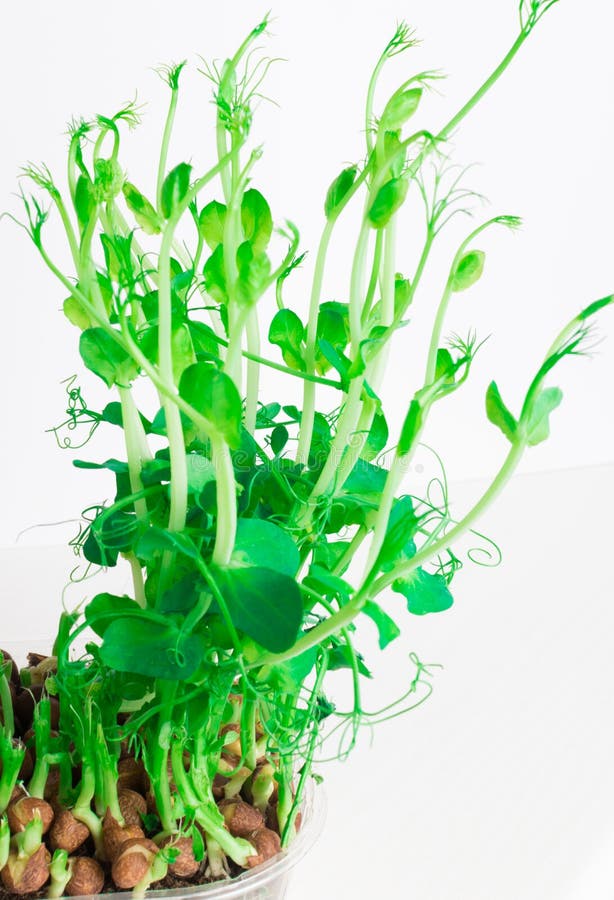 Pea Tendrils in White Table Stock Photo - Image of green, color: 110016494