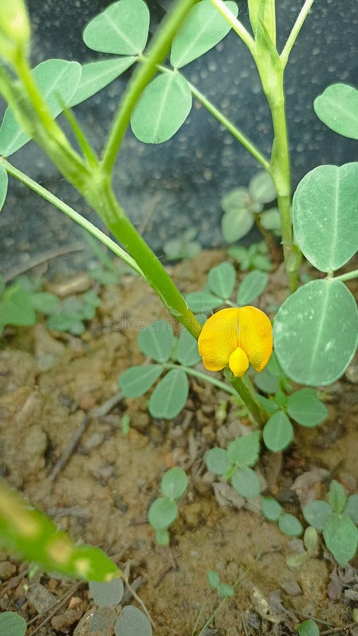 Pea Type Flowers that are Still in Bud are Ready To Bloom Stock Photo ...