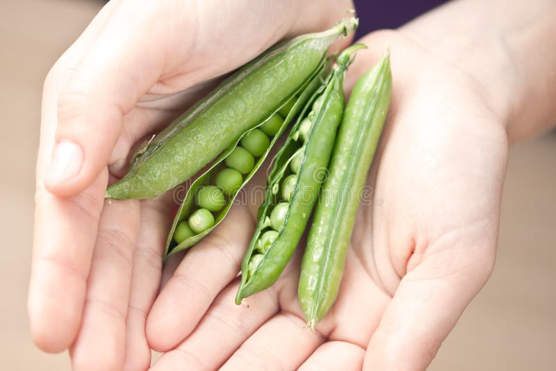 Pea Vegetable Fresh Food in Hands Stock Image - Image of vitamin ...