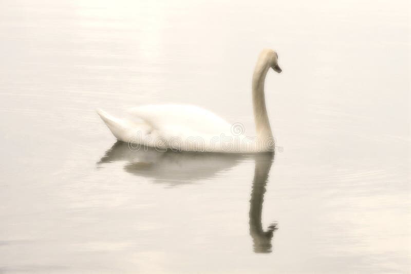 At Peace stock image. Image of swans, peace, misc, tranquility - 757435