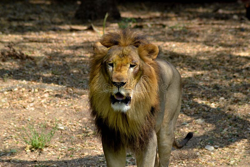 Cat Logo All Black Stock Photos - Free & Royalty-Free Stock Photos from ...