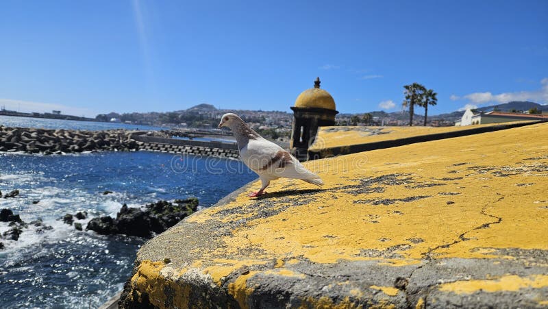 Peace, Bird, Dove, Relax,sea Stock Image - Image of dove, relax: 370896669