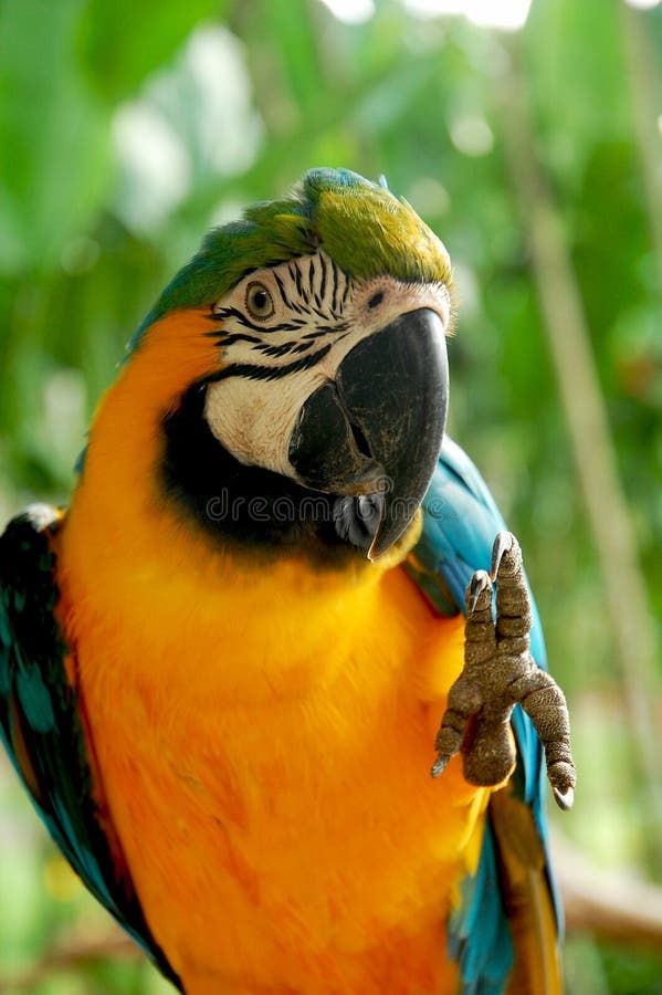 Peace bird stock image. Image of peace, nature, green - 42778597