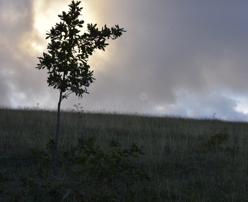 Peace, Cloud, Sky, Limit, Freedom, Sun, Fields, Stock Photo - Image of ...