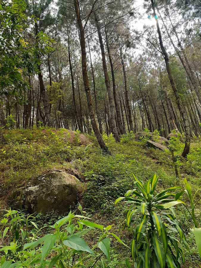 Peace in the Forest stock image. Image of tree, peace - 201296501