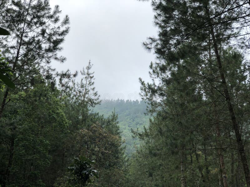 Peace in the forest stock photo. Image of pine, trees - 262657682