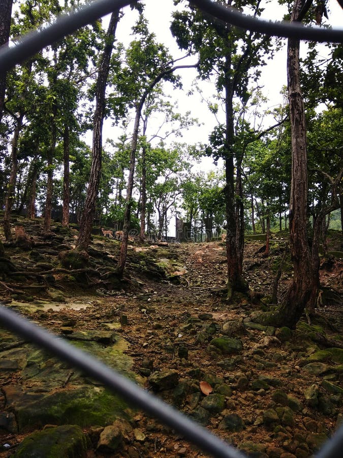 Peace in Forest stock image. Image of wildlife, peace - 163424255