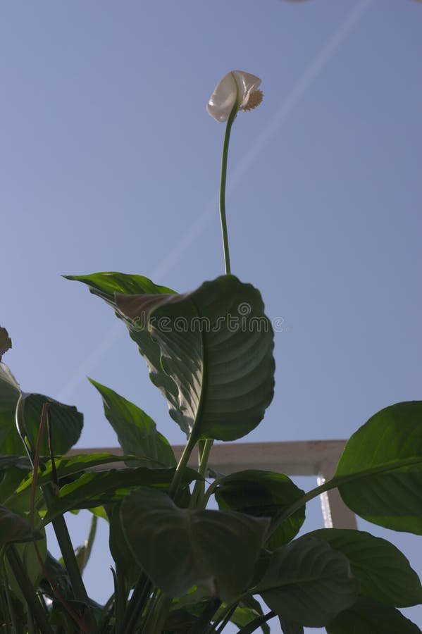 Peace Lilies Blooming in the Garden, Peace Lily, Sail Plant, Spathe ...