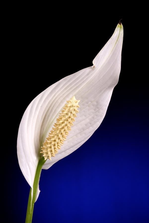 Peace lily stock photo. Image of botany, flower, macro - 17173450
