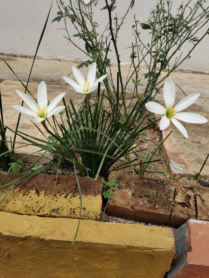Peace lily aesthetic pic stock photo. Image of peace - 390664910