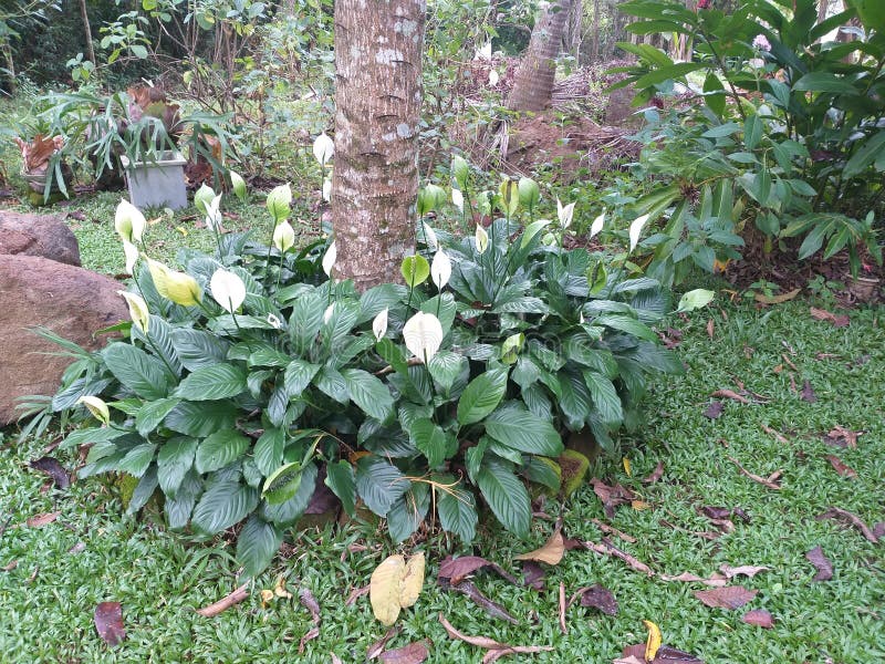 Peace Lily Bushes in a Garden Stock Photo - Image of bushes, garden ...
