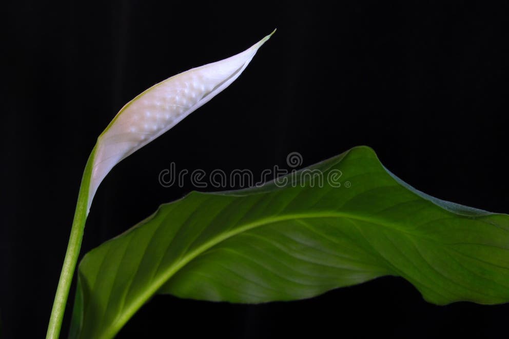 Peace Lily Flower Bud 06 stock image. Image of lily - 375494703