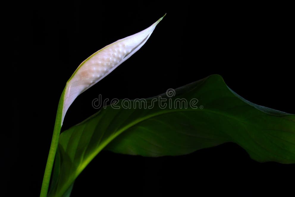 Peace Lily Flower Bud 07 stock image. Image of house - 375494707