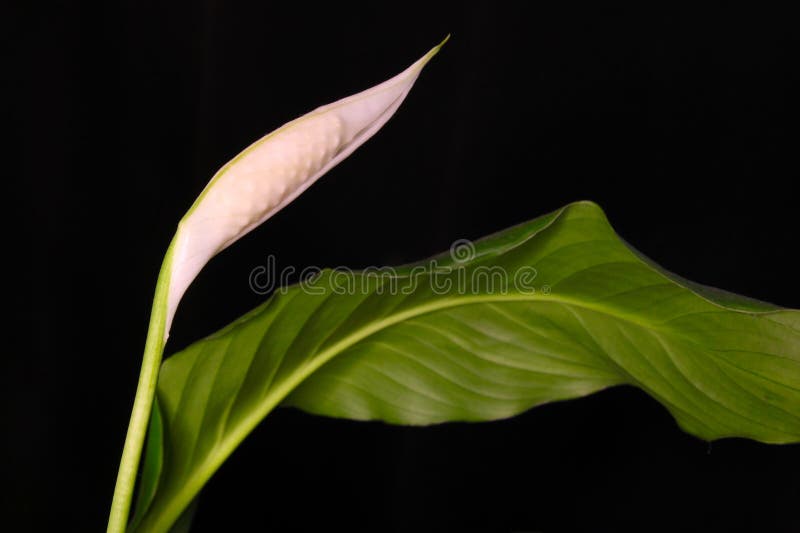 Peace Lily Flower Bud 08 stock photo. Image of spathiphyllum - 375494710