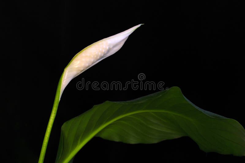 Peace Lily Flower Bud 12 stock image. Image of cochlearispathum - 375494715