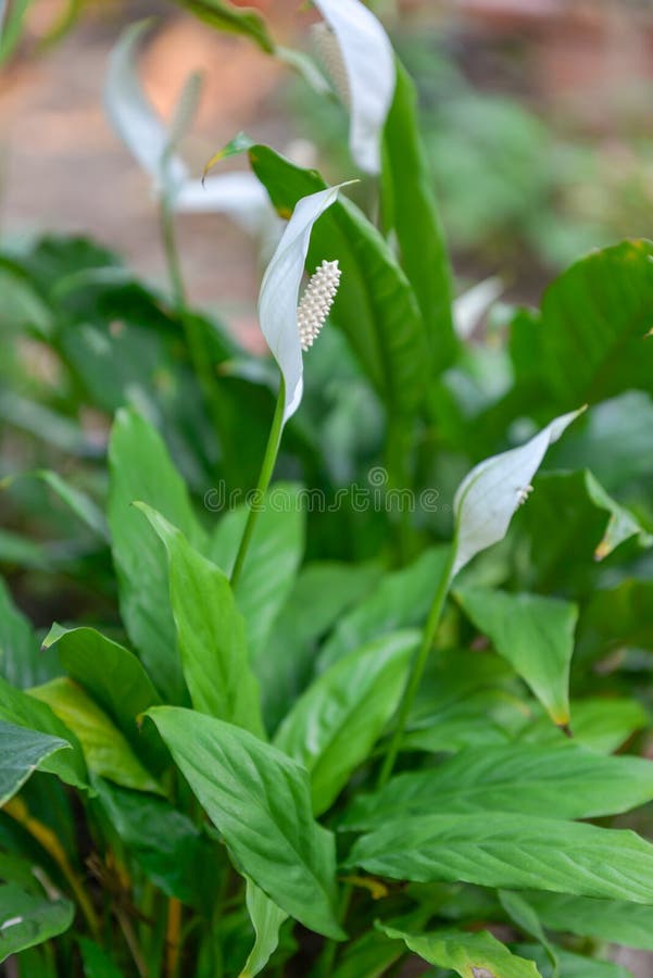 Close Up Peace Lily in Garden Stock Photo - Image of botany, houseplant ...