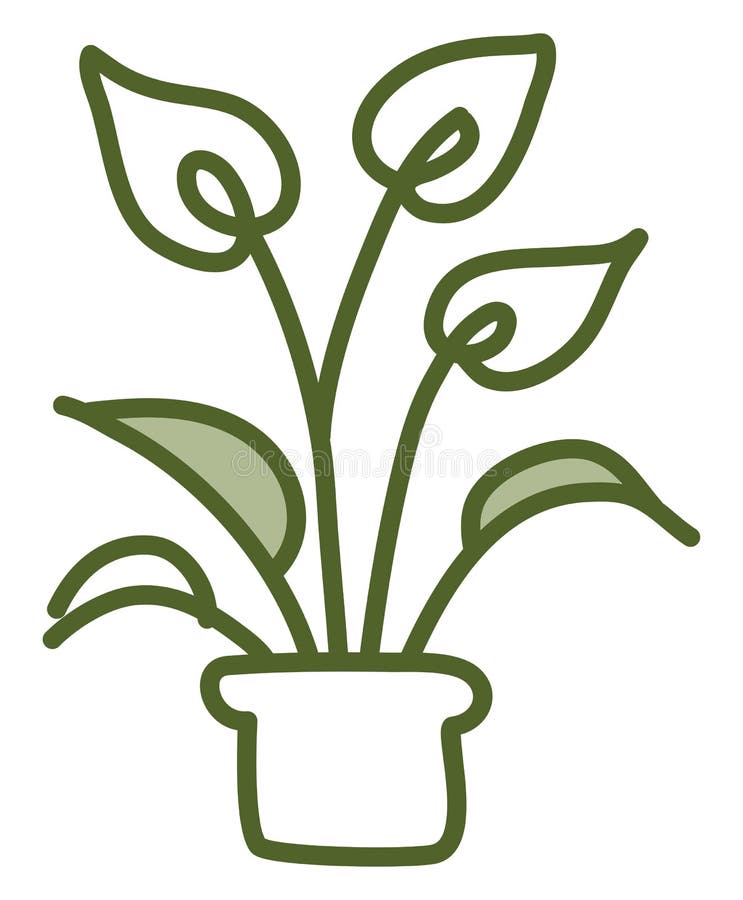 Peace Lily Drawing Stock Illustrations – 349 Peace Lily Drawing Stock ...