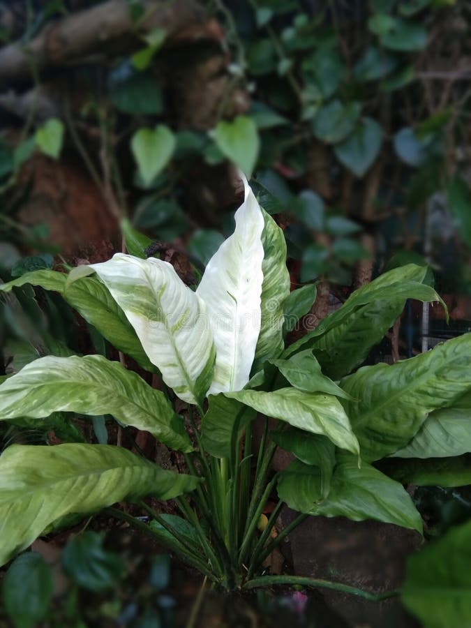 The Peace Lily Plant Stands Tall in the Forest Stock Photo - Image of ...
