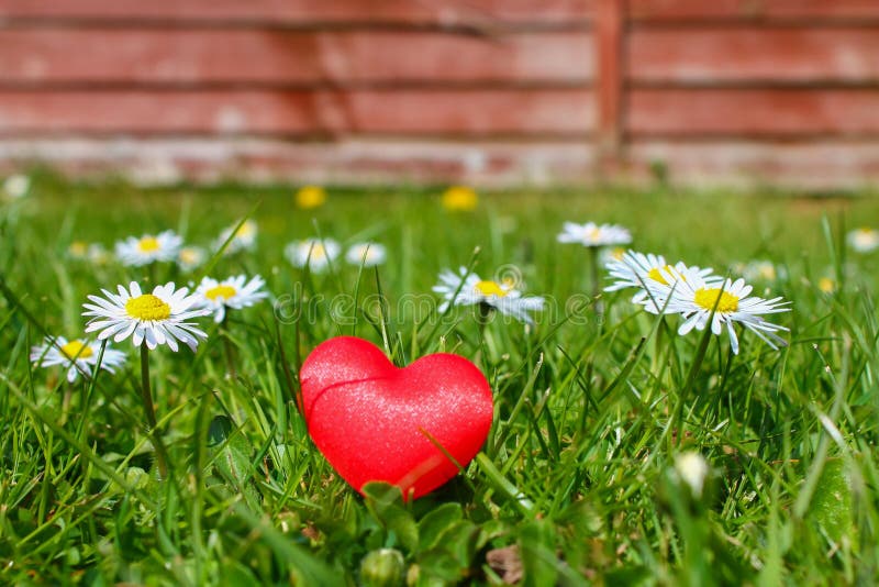 Peace stock image. Image of environmental, love, backyard - 53109285