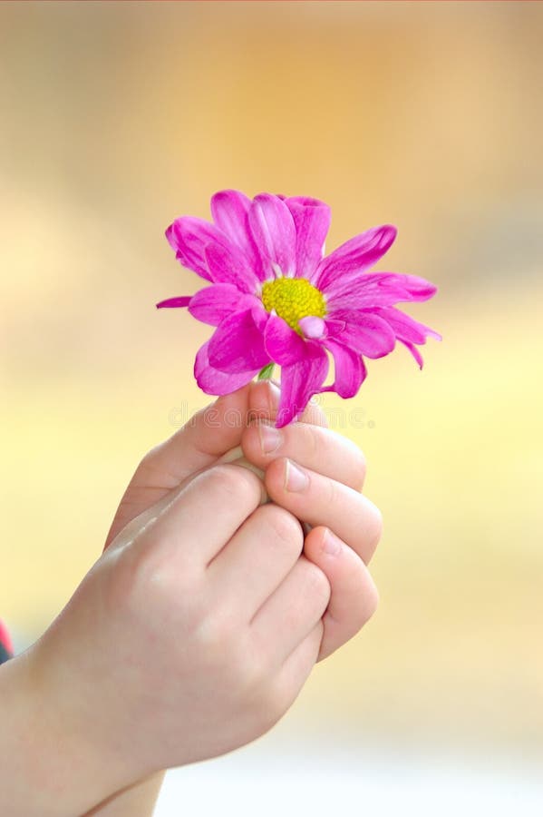 Peace offering stock image. Image of child, daisy, girl - 577237