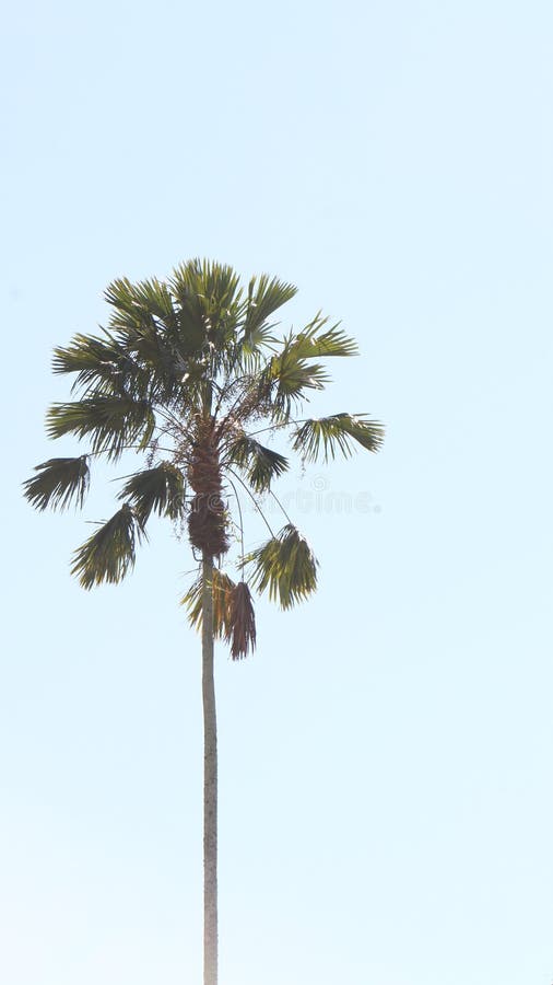 Peace Palm Tree Negative Space Stock Photo - Image of third, rule ...