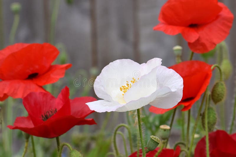 White Peace Poppy in Crimson Field 01 Stock Photo - Image of insect ...