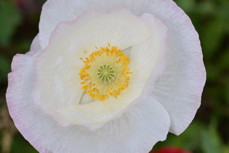 White Peace Flanders Poppy Mandala 01 Stock Image - Image of garden ...