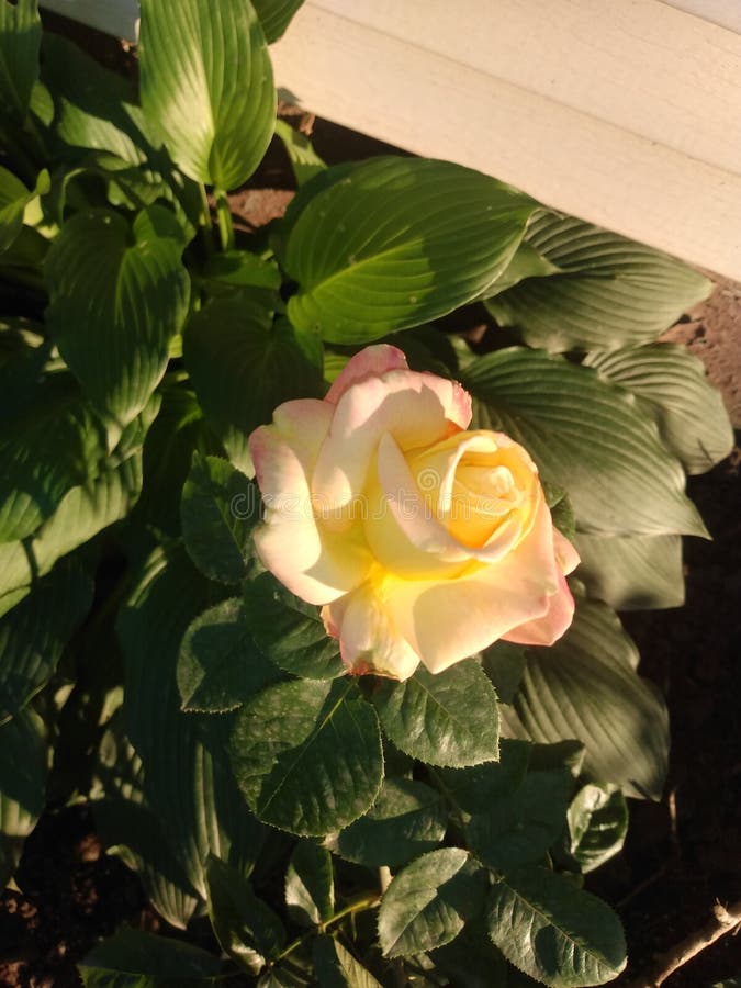 Peace Rose Blooms Flower Sunlight Summer Stock Image - Image of peace ...