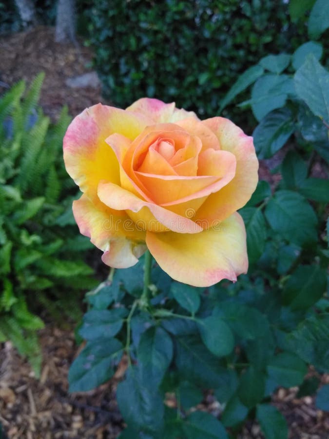 Peace Rose Stock Images - Download 8,266 Royalty Free Photos