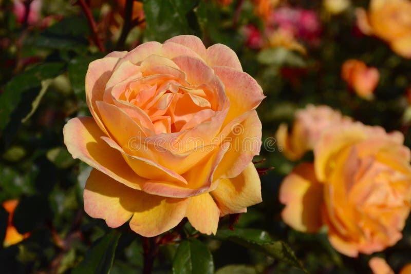 Peace Rose stock photo. Image of unfolding, fragrant - 90777458