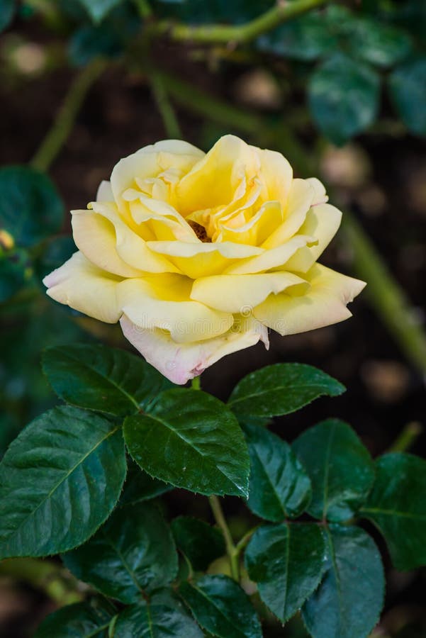 Peace Rose or Yellow Rose in Garden Stock Image - Image of outdoors ...