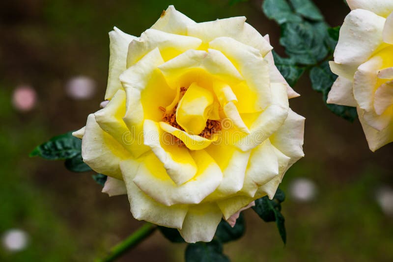 Peace Rose or Yellow and Pink Rose in Garden Stock Photo - Image of ...