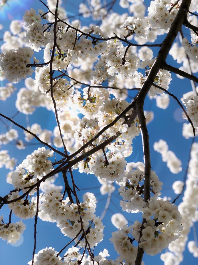 Peace spring sky stock image. Image of peace, blossom - 115015089