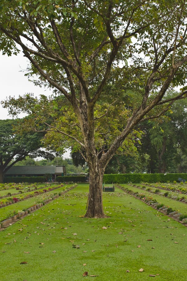 Peace tree stock photo. Image of world, plants, mourn - 27449228