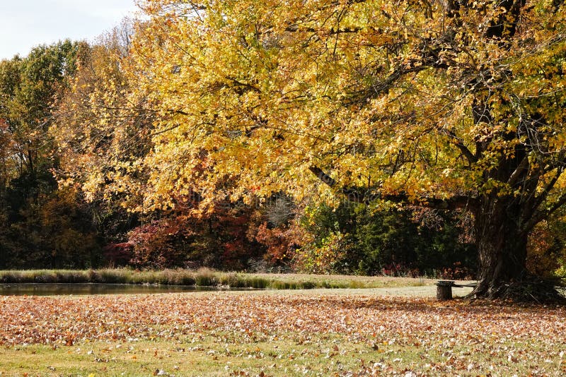 Peace Under Large Old Maple Tree in Fall by Pond Stock Image - Image of ...