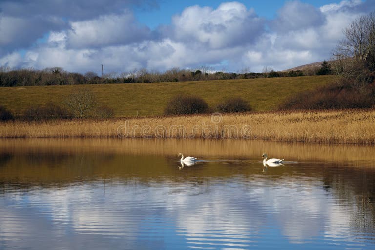 Peaceful stock image. Image of white, swans, peace, irish - 13389865