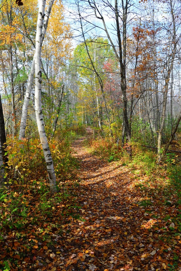 Peaceful Autumn Forest Trail Landscape Stock Image - Image of nature ...