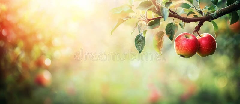 A Peaceful Background Created by a Verdant Tree with Sunlight and ...
