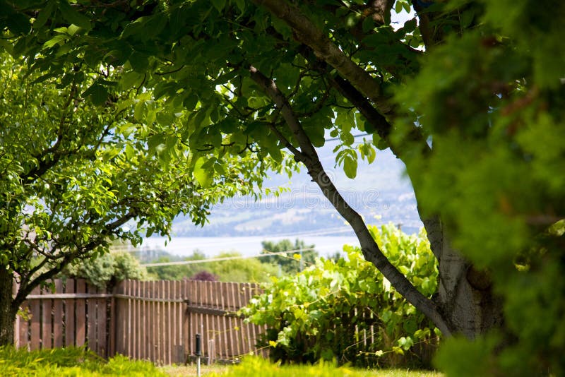 Peaceful Backyard stock photo. Image of green, trees, suburbia - 5976558