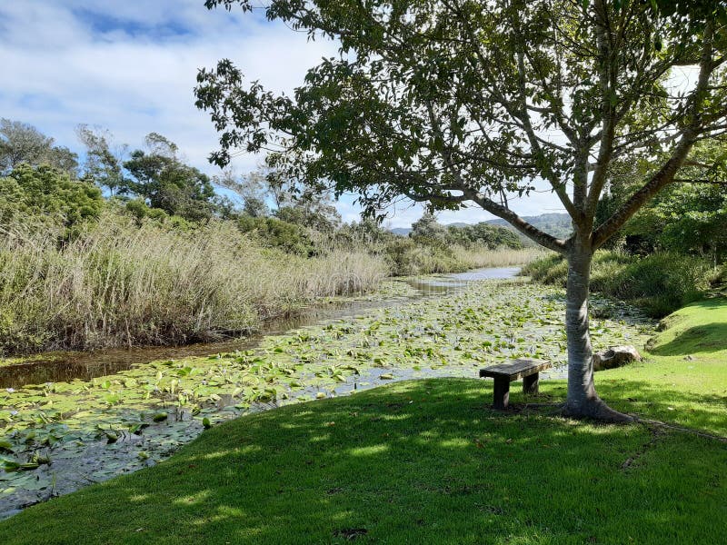 Peaceful bench in garden stock image. Image of tree, rest - 26594335