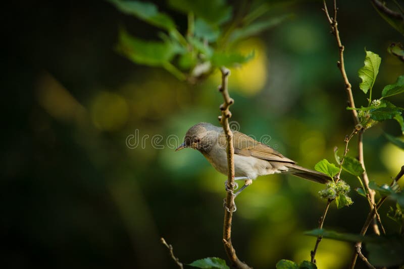 Peaceful Bird on a Mulberry. Stock Photo - Image of brown, brazilian ...