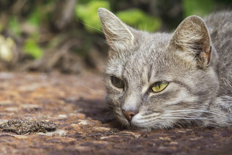 Peaceful Cat Closeup stock image. Image of lying, cute - 95307123