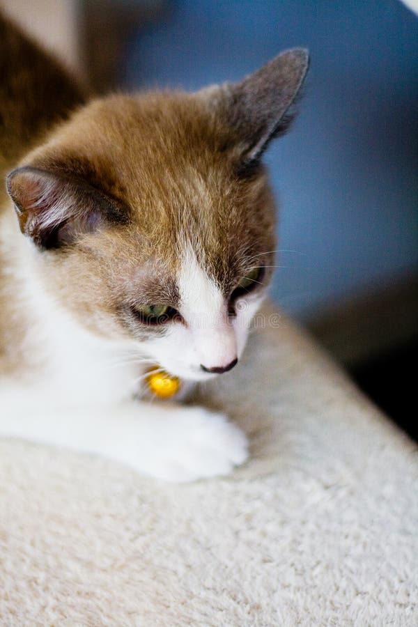 Peaceful cat stock image. Image of cafe, wait, today - 57763801